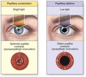 Dilated Eyes: Symptoms, Causes & What It Means